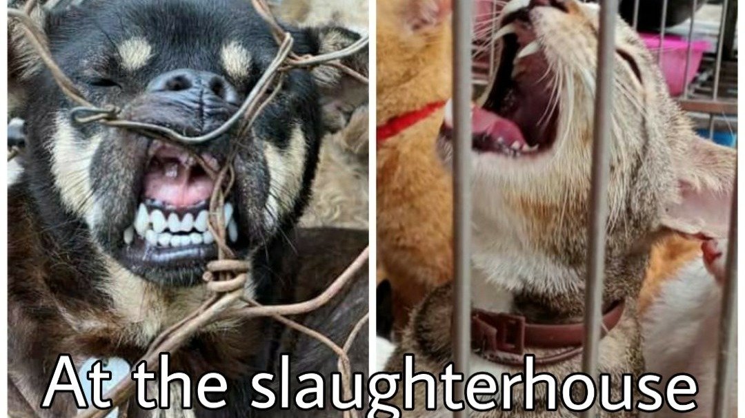 Petition · WHO, CONDEMN the dog and cat meat trade in Vietnam because ...