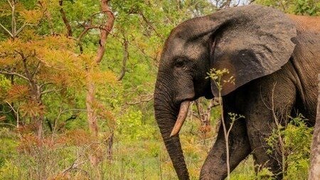 Petition · Petition to Save Nigeria's Last Forest Elephants in Omo ...