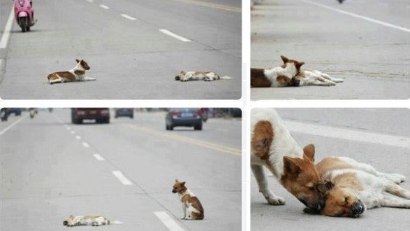 Petition · Take strict action against people who run Vehicles over ...