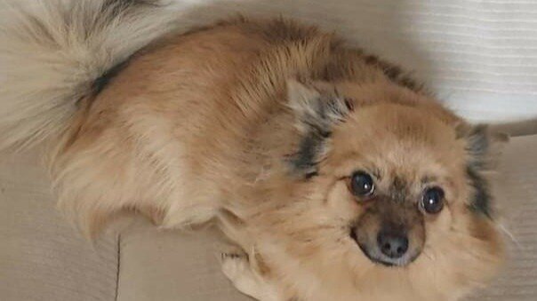 Petition · Implement a Free Ombudsman System to Combat Veterinary ...