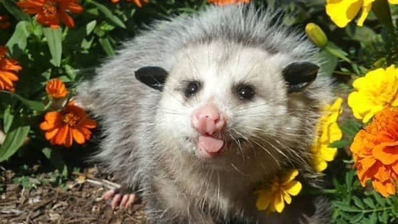 Petition · Petition to make Opossums a Build-A-Bear - United States ...