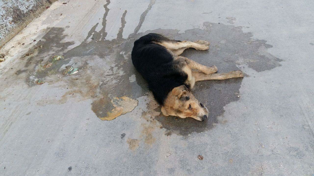 Petition · Stop dhunes se qeneve ne Sarande - Albania · Change.org