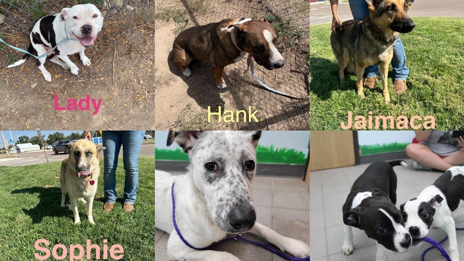 Petition · Increase Funding for Animal Rescue in Dodge City & Ford ...