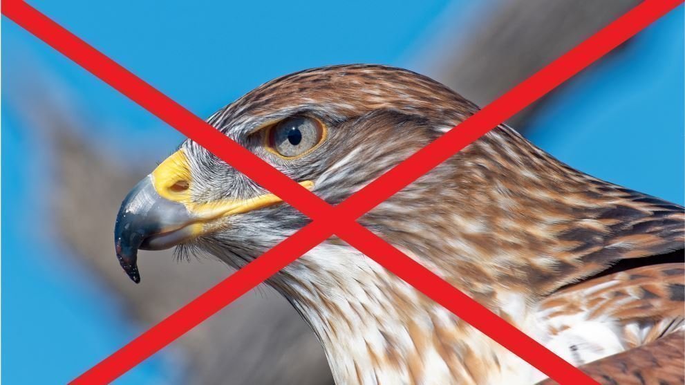 Petition · To stop hawk from correcting our grammar - India · Change.org