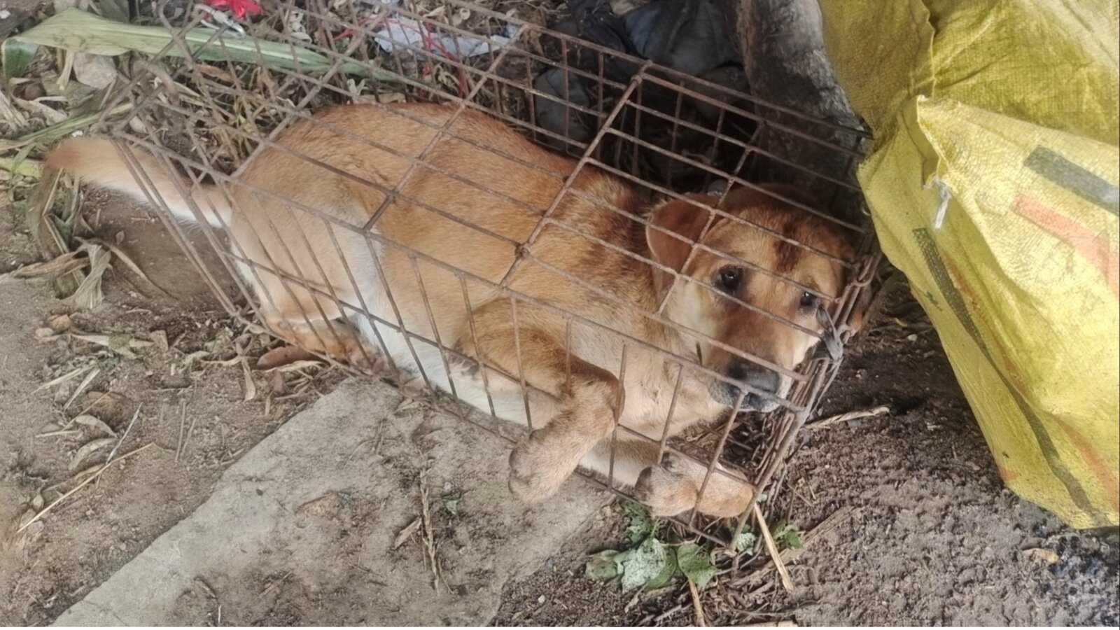 Petition update · Please Help Our Yulin Angels · Change.org · Change.org