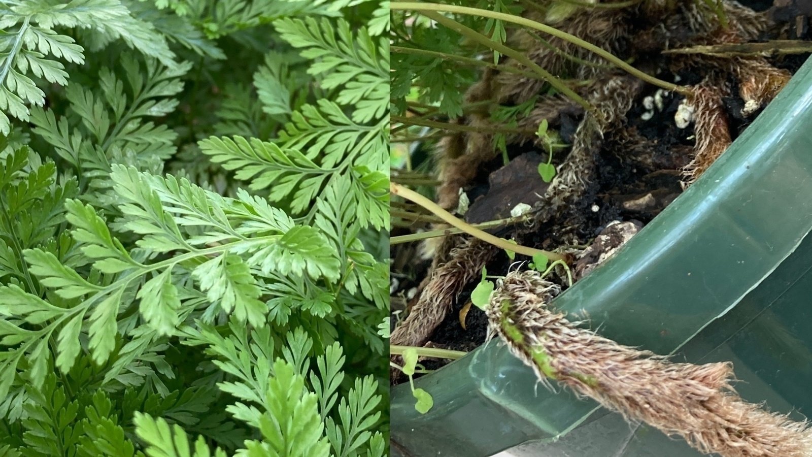 Petition · Change the “Rabbit Foot Fern” plant’s name to “Tarantula Leg ...