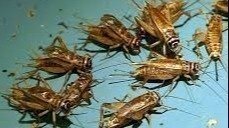 Pétition · Non aux insectes dans l'alimentation sans l'autorisation du ...