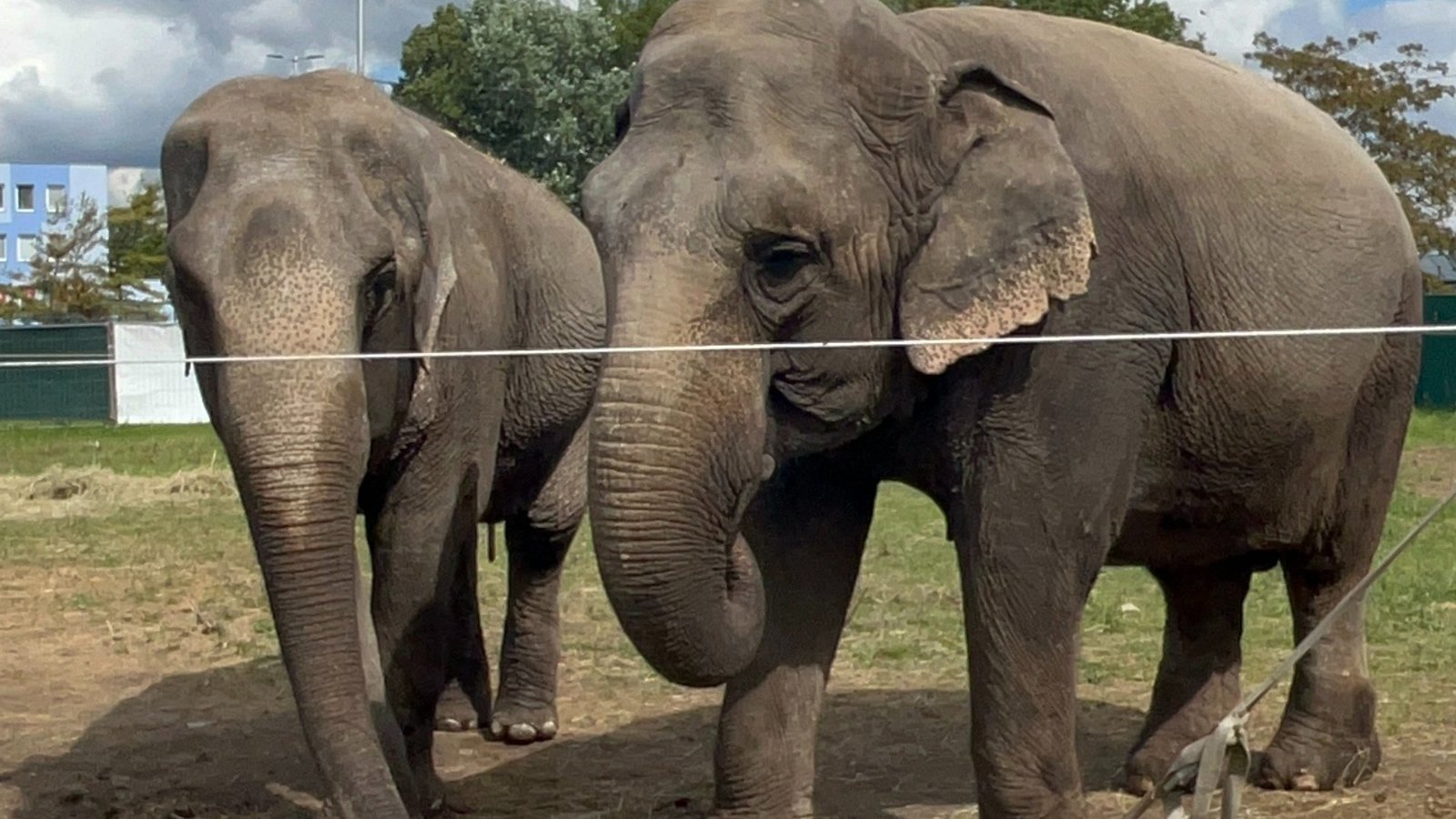 Petition · Help to save Rani and Matra from miserable captivity in ...
