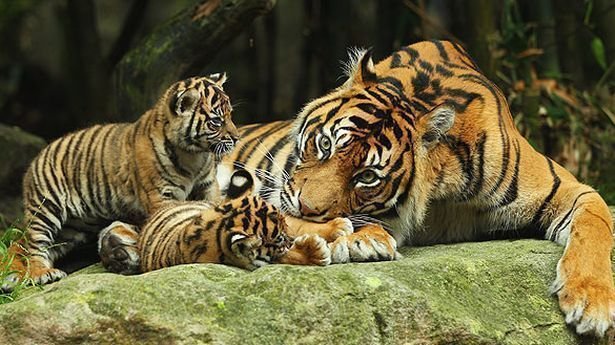 Petition · SAVE THE TIGERS - Australia · Change.org