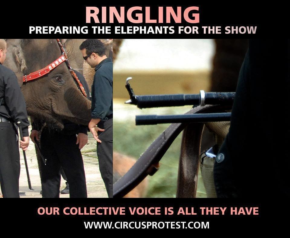 Petition · Support the Bullhook Ban Passed by your City Council ...