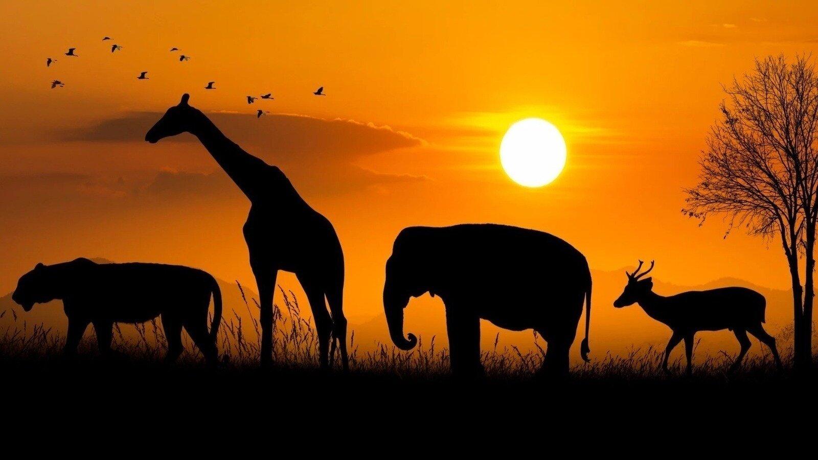 Petition · Wildfire care: wherein all animals will have the freedom to ...