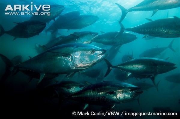 Petition · Stop eating endangered Bluefin Tuna - United States · Change.org