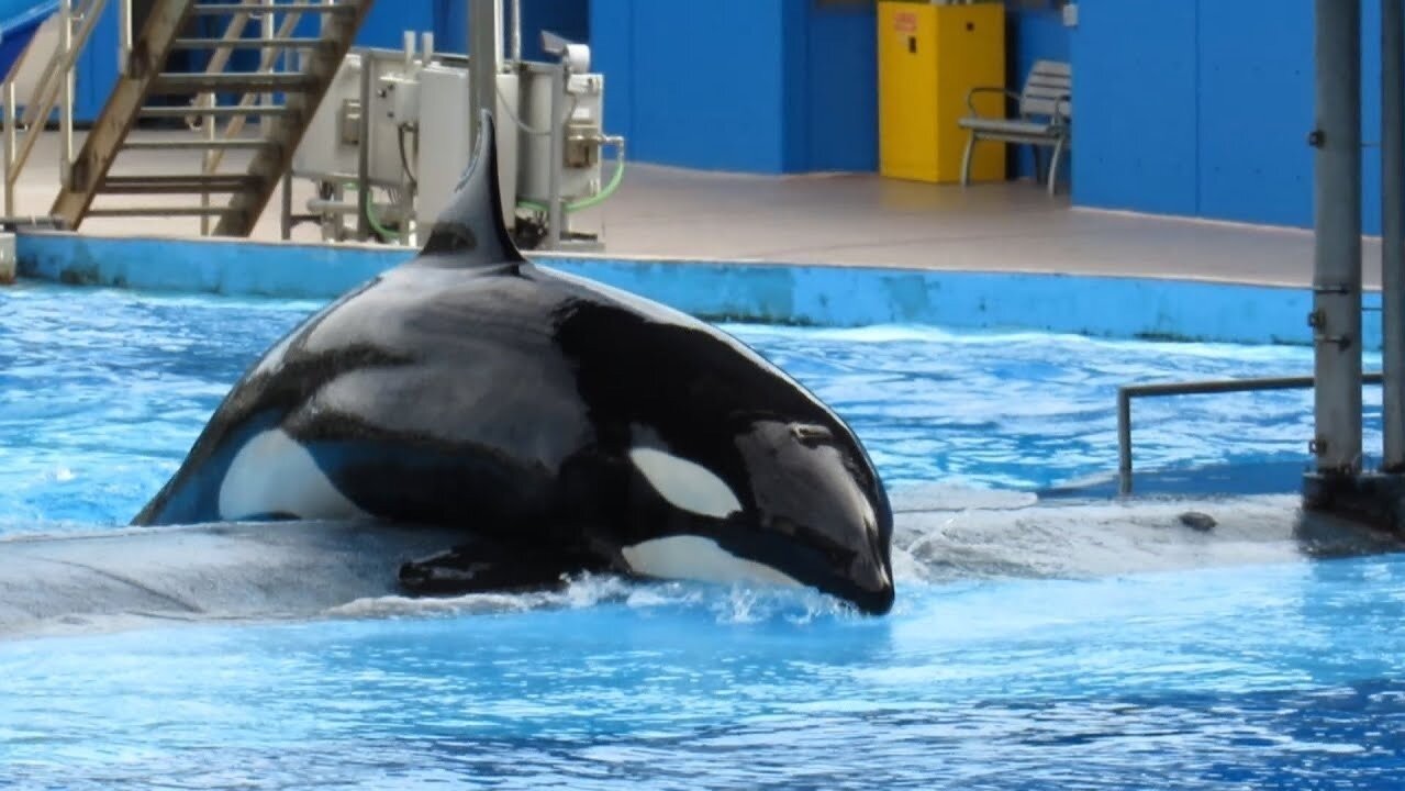 Petition · save the orca whales from captivity - New Zealand · Change.org
