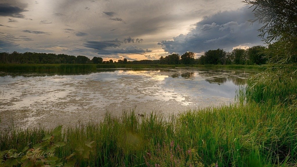 Pétition · Protect Petrie Island Wetlands! / Protégez les zones humides ...