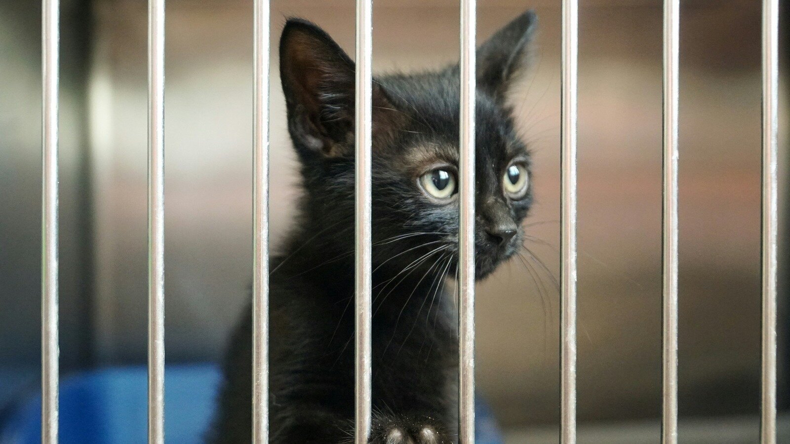 Petition · Support a New Safety Net for Maricopa’s Most Vulnerable ...