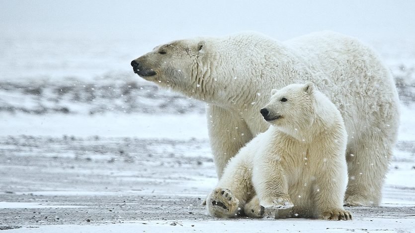 Petition · Polar Bear Conservation - Singapore · Change.org