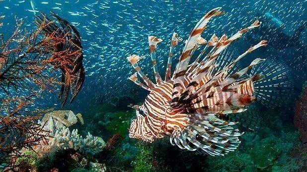 Petisi · Jaga Dive Spot Ali Reef Tomia Wakatobi - Indonesia · Change.org