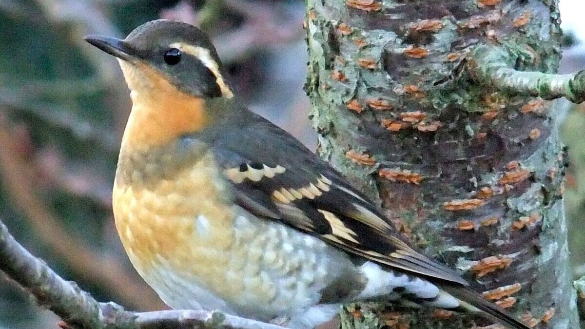Petition · Transform City Parks into Biodiverse Habitats for Birds ...