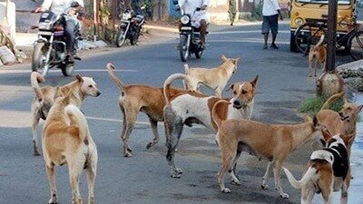 Petition · Human life threat from Stray Dogs at MLA Layout, Kalena ...