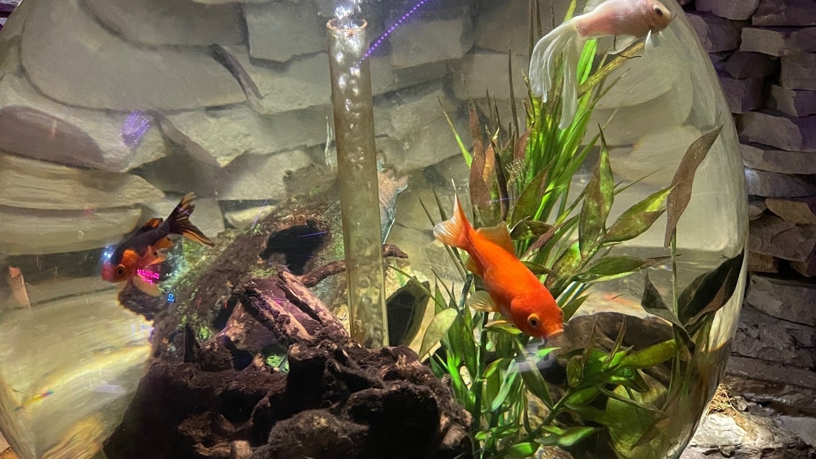 Petition · Save the fish in Buddha lounge southampton - United Kingdom ...