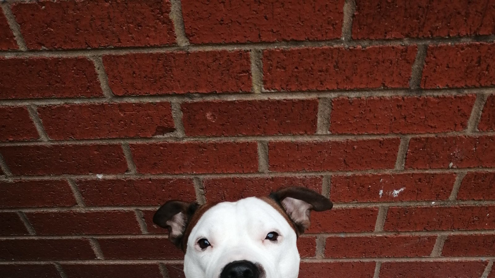 Petition · Stop dog breeding - United Kingdom · Change.org