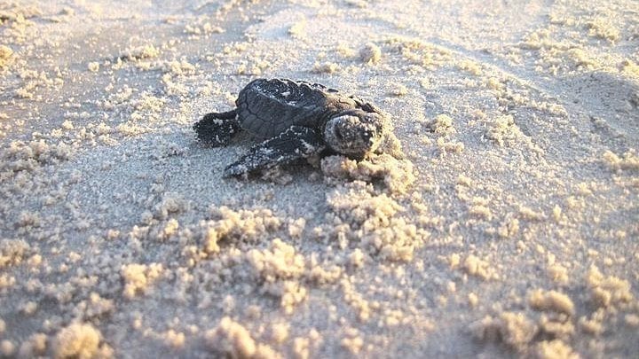 Petition · Sea Turtle Program Under Attack in Texas - United States ...