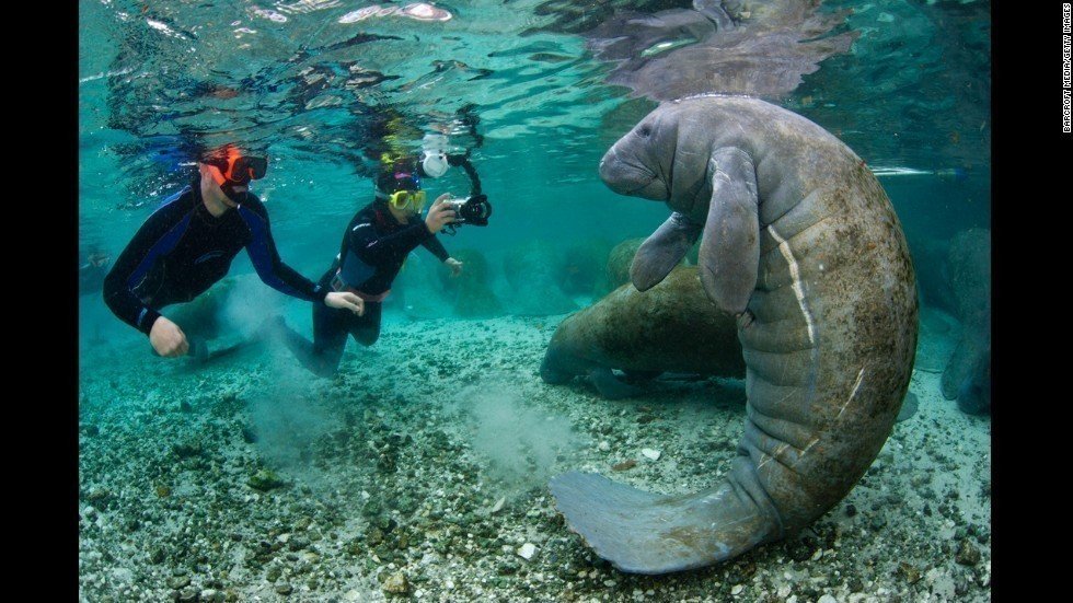 Petition · Stop Manatee Hunters! - United States · Change.org