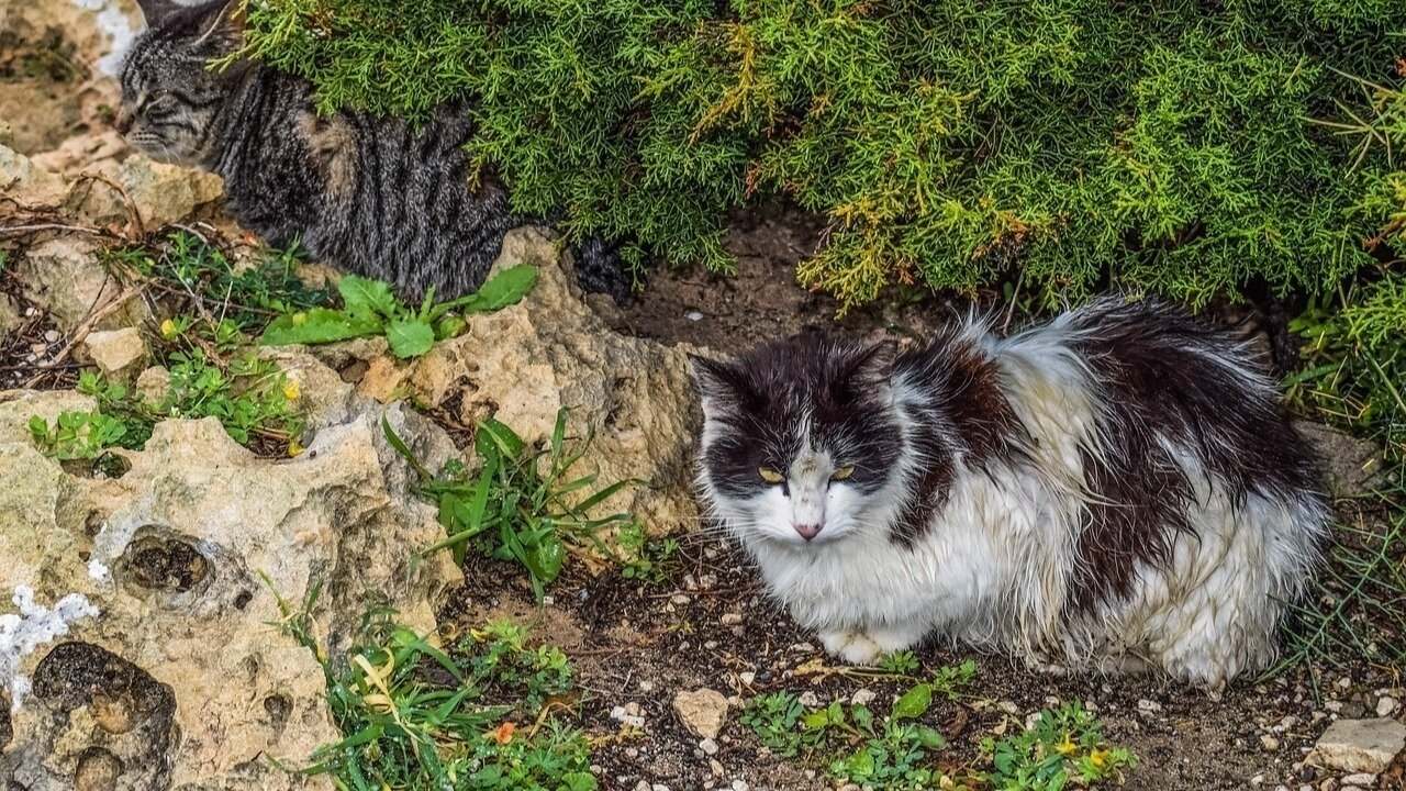 Petition · Implement Cat Licensing in Kitchener's Animal Bylaw ...