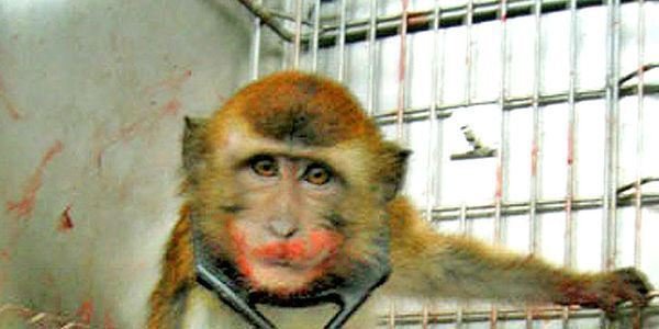 Petition · Do Not Expand Primate Lab - End Animal Testing - Seattle ...