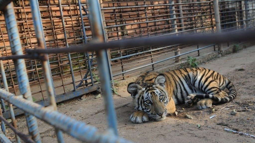 Petition · Zoos Are a Hazard to Animals Around the Globe - United ...