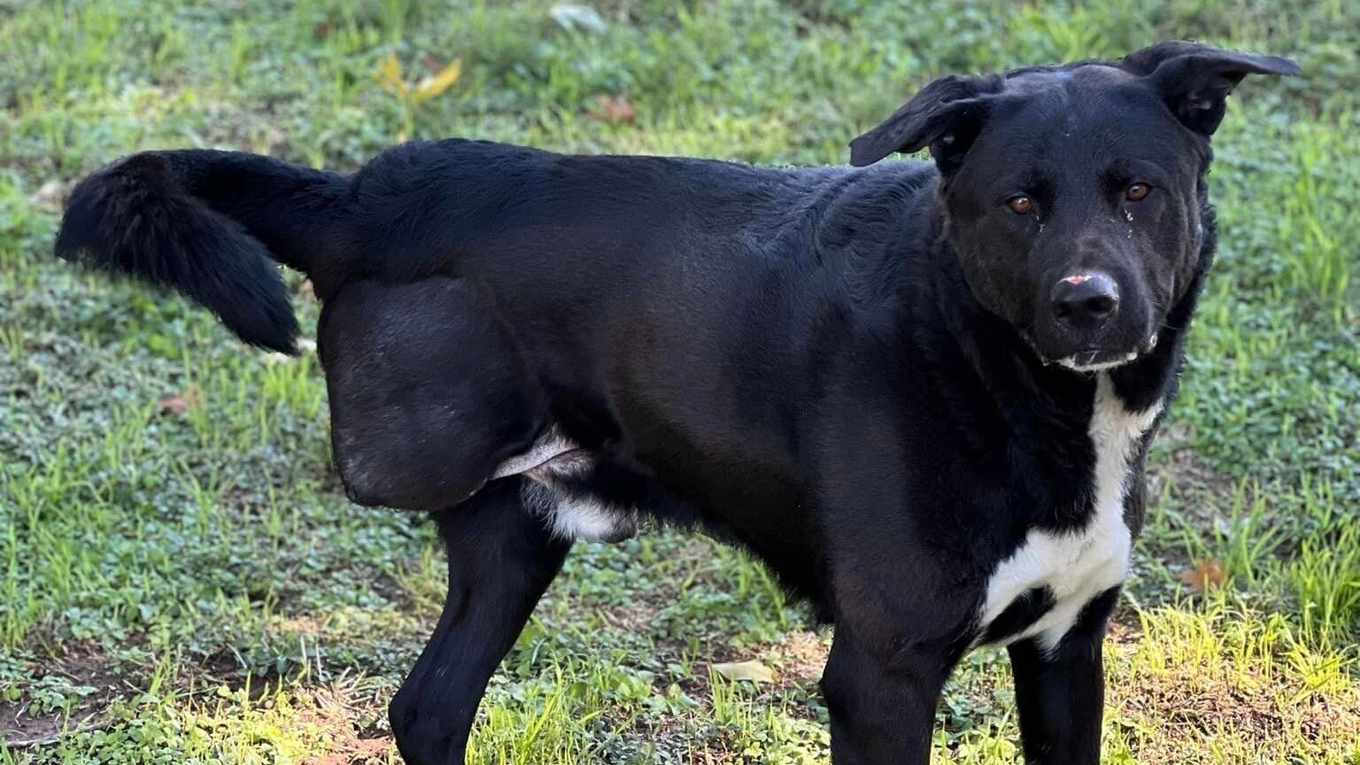 Petition · Save Cliff, the 3 legged Joyful Dog who is always seen happy ...