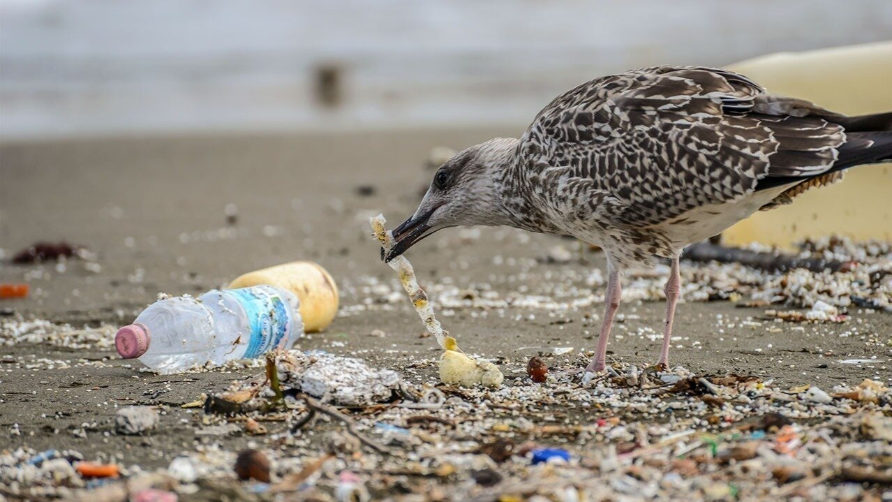 Petition · Increase the Containers for Change Refund to 50c Per ...