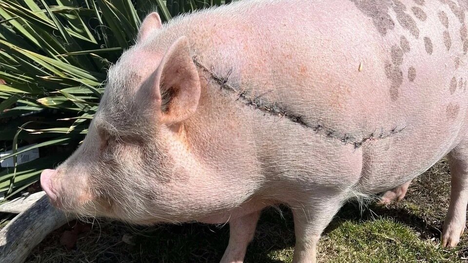 Petition · Establish Legal Protections for Pet Pigs - United States ...