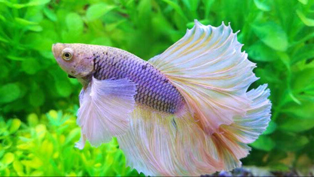 Petition · Save the Bettas! Change how PetSmart houses them. - United ...