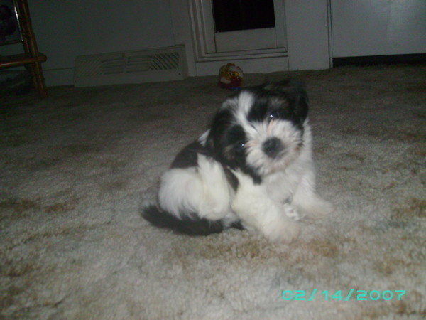 Petition · Help save our animals from viscous animals. - United States ...