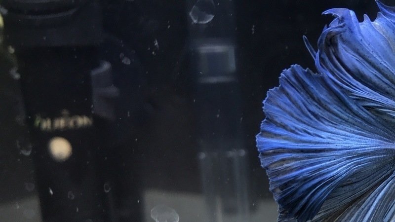 Petition · PetSmart: Setting the Bar Higher for Betta Care · Change.org