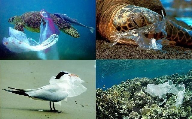 Petition · Stop using plastic bags! - Australia · Change.org