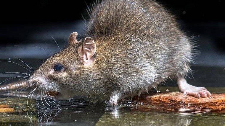 Pétition · Exigez l'éradication de l'infestation de rats au Rue Paul ...