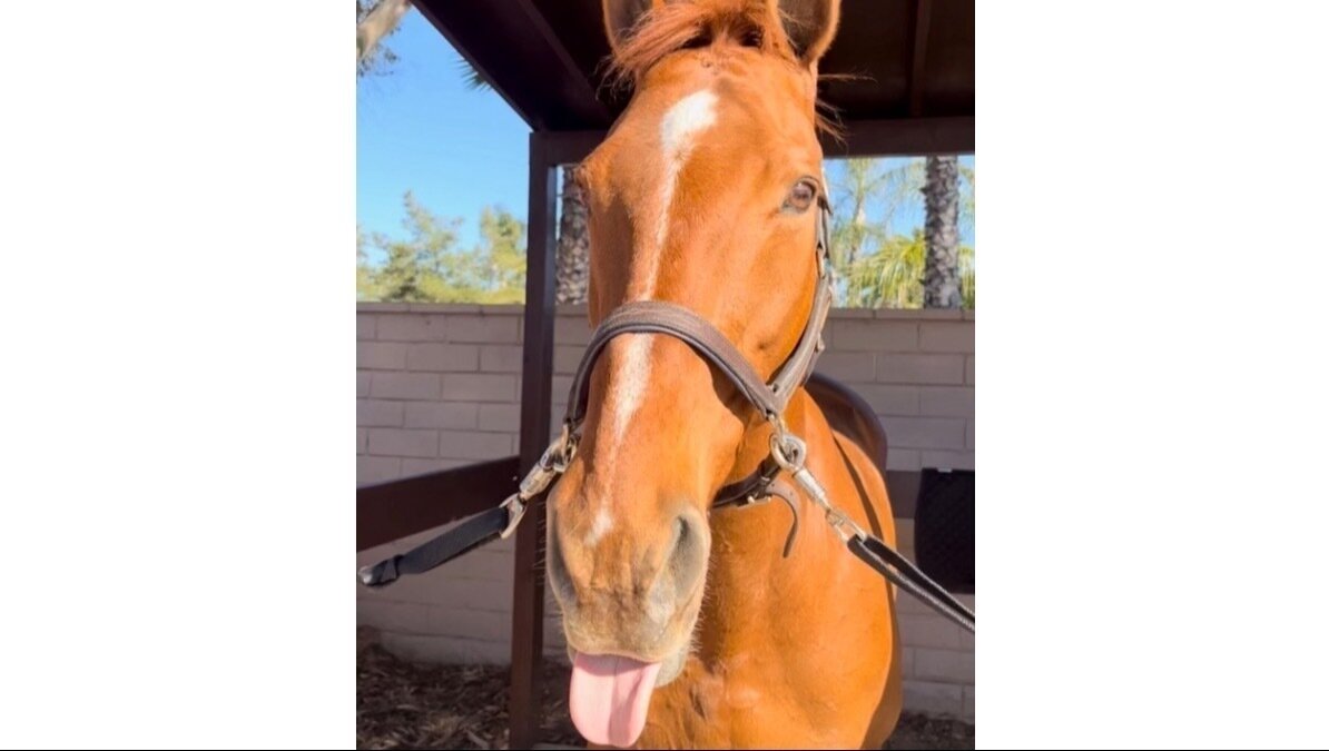 Petition · Save Cheddar Cheese the Horse - United States · Change.org