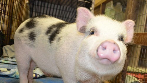Petition · Demand Hannah let me get a pet pig - United States · Change.org