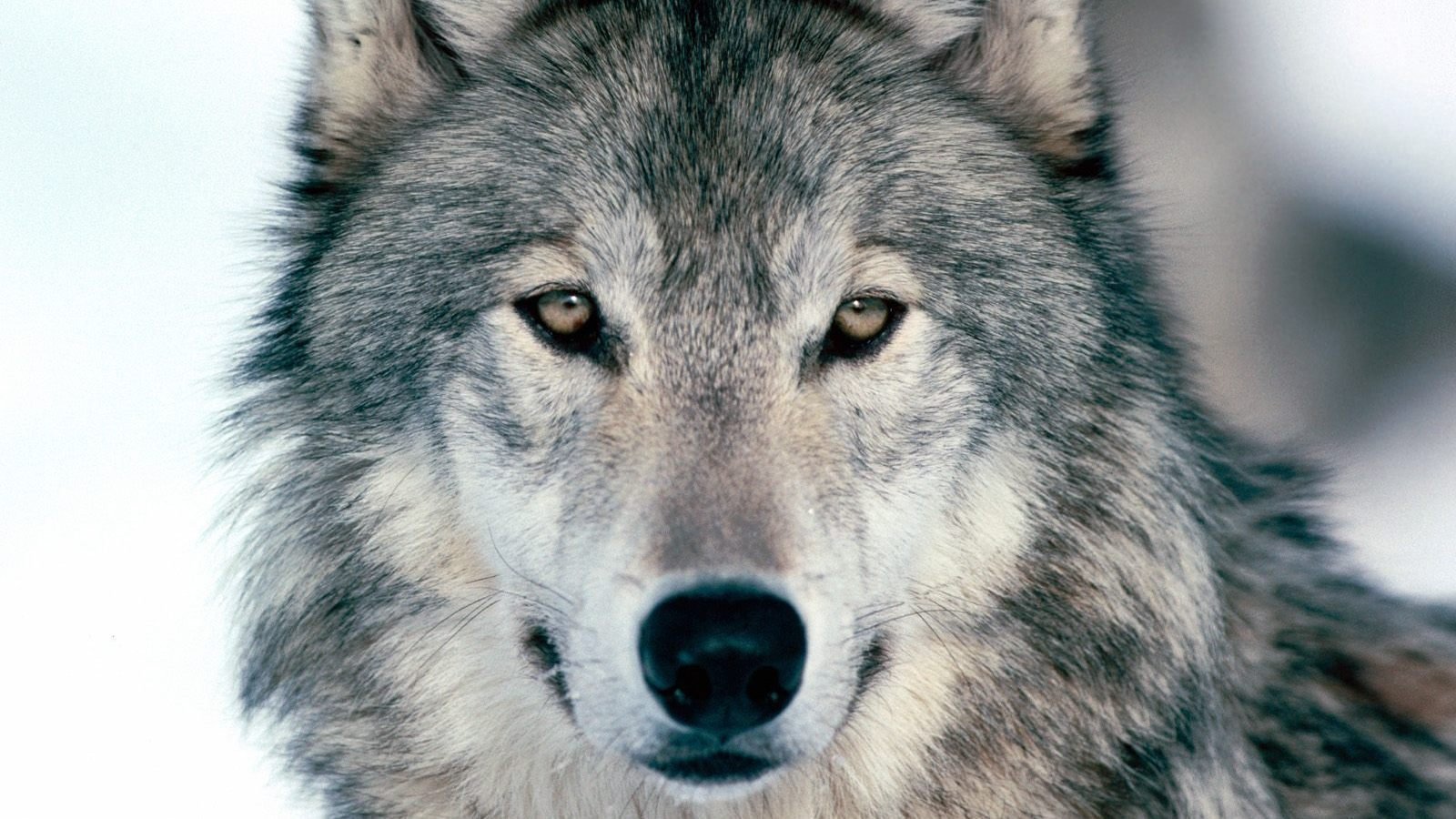 Petition · immediate stop to hunting and killing of wolves in Norway ...