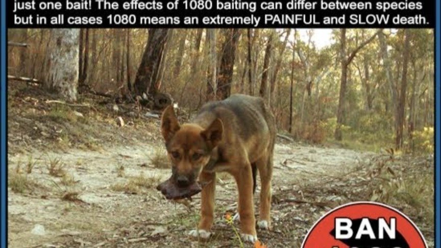 Petition · Ban 1080 - Australia · Change.org