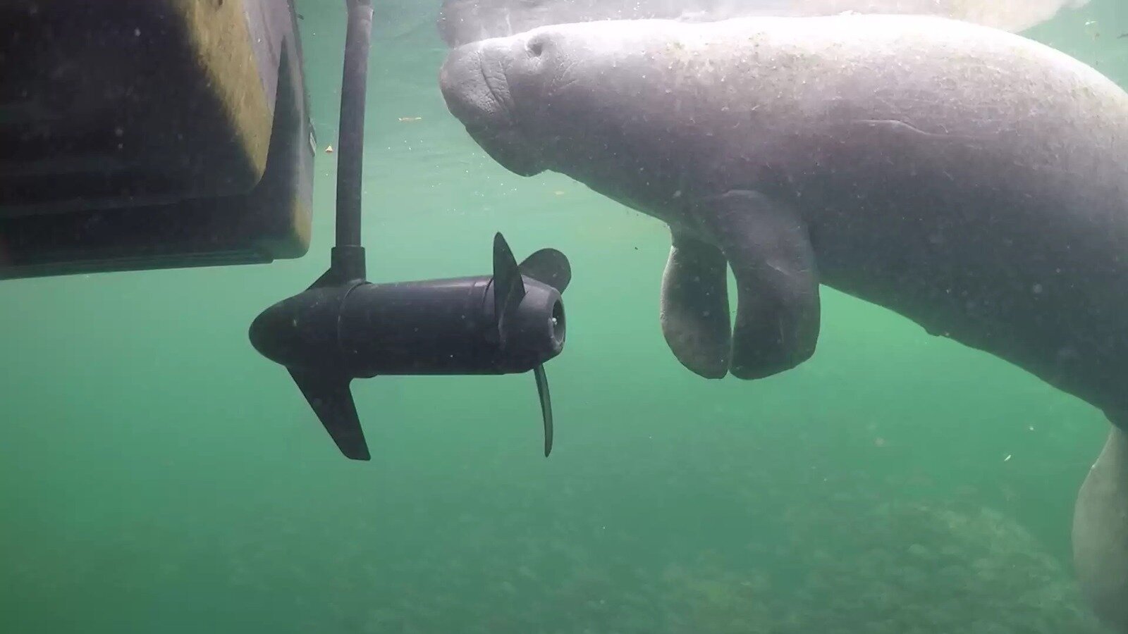 Petition update · IMMEDIATE ACTION NEEDED BY YOU! SAVE THE MANATEES ...