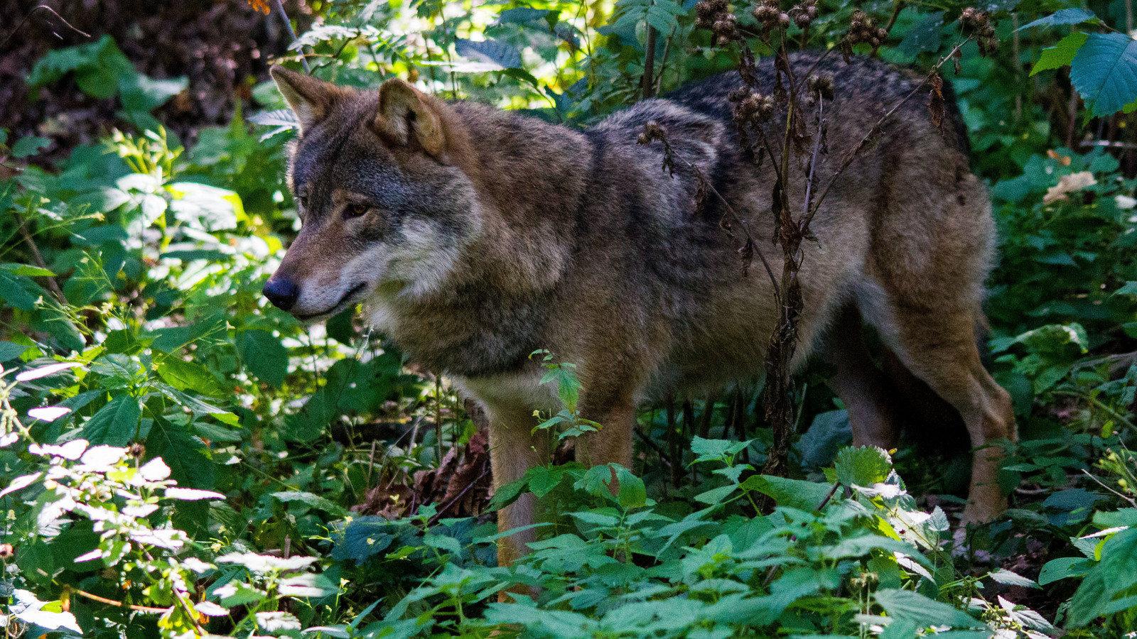 Petition · Stop all hunt on wolves in Sweden ! - Sweden · Change.org