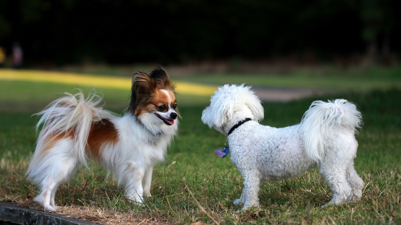 Petition · Develop a Small Dog Park in Ballarat - Ballarat, Australia ...