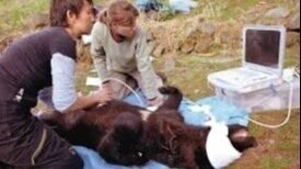 Petition · Stop WSU’s Inhumane Bear Research Practices - Pullman ...