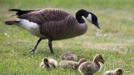 Petition · End the barbaric and violent geese culling - New Zealand ...