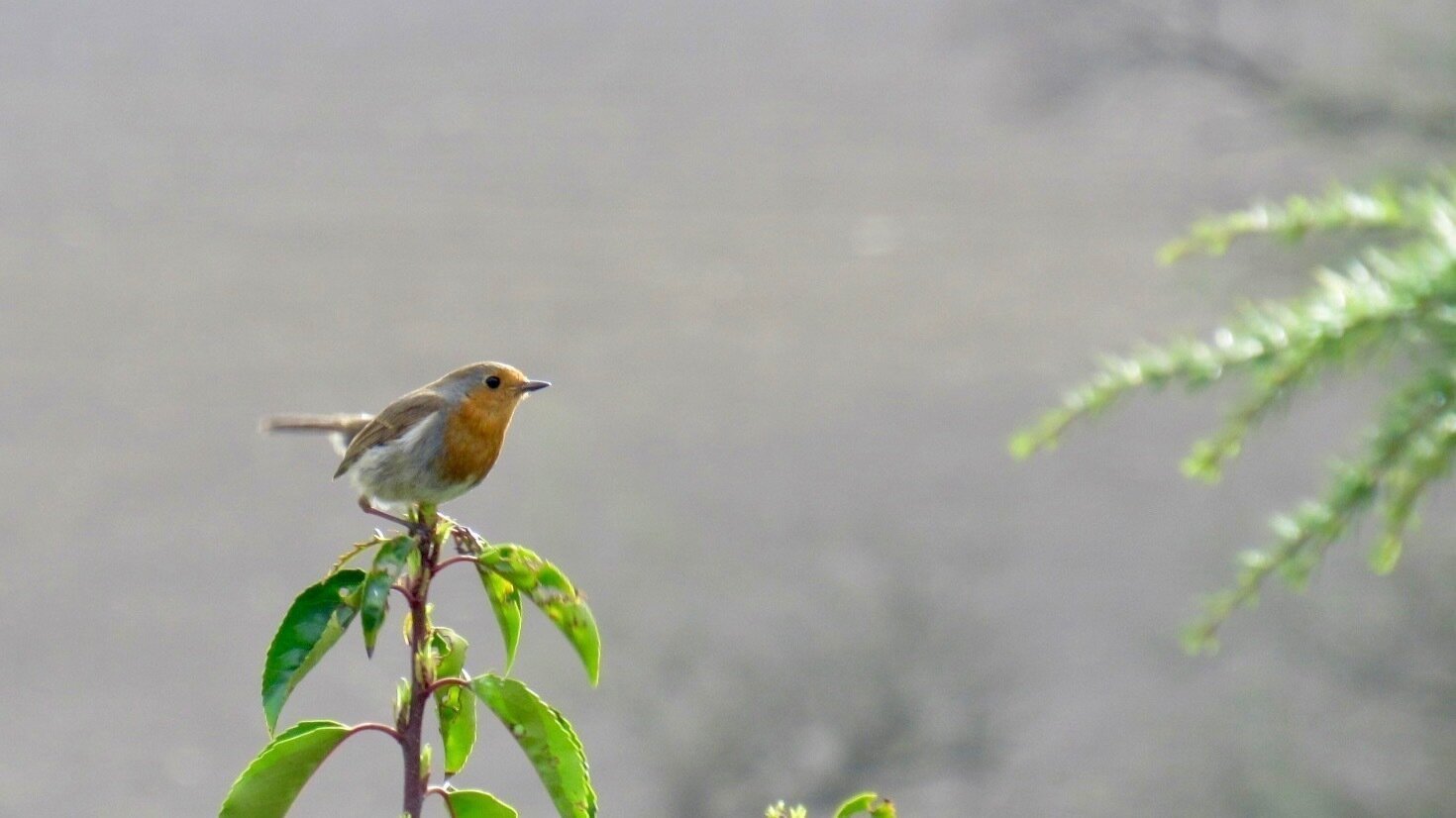 Petition · Protect Kitt Green's Green Belt Land - United Kingdom ...