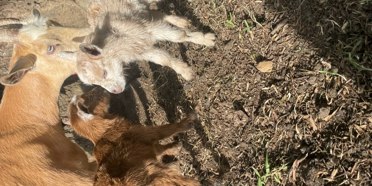 Petition · Help us save our mini farm and keep our animals!! - United ...