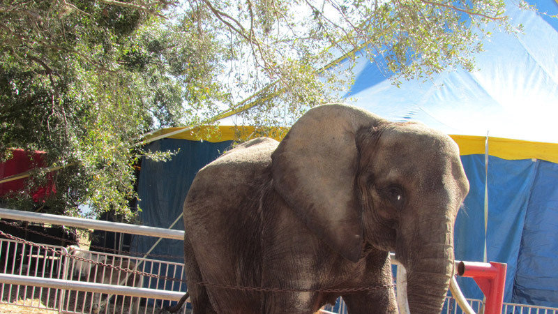 Petition · Stop Allowing Abused Elephant "Nosey" in Wms. County OH Fair ...